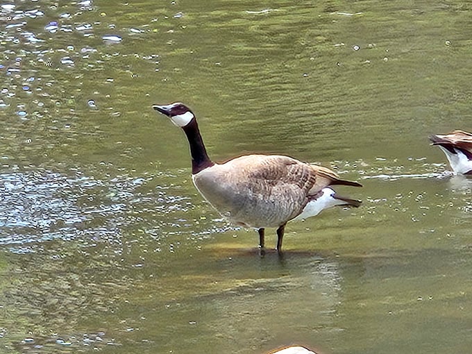 The park's unofficial greeter strikes a pose. This Canada goose clearly knows it's standing in one of South Dakota's most photogenic locations.