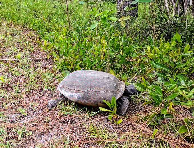 Meet one of Florida's oldest residents—the gopher tortoise—taking its sweet time across the trail, because when you've lived this long, why rush?