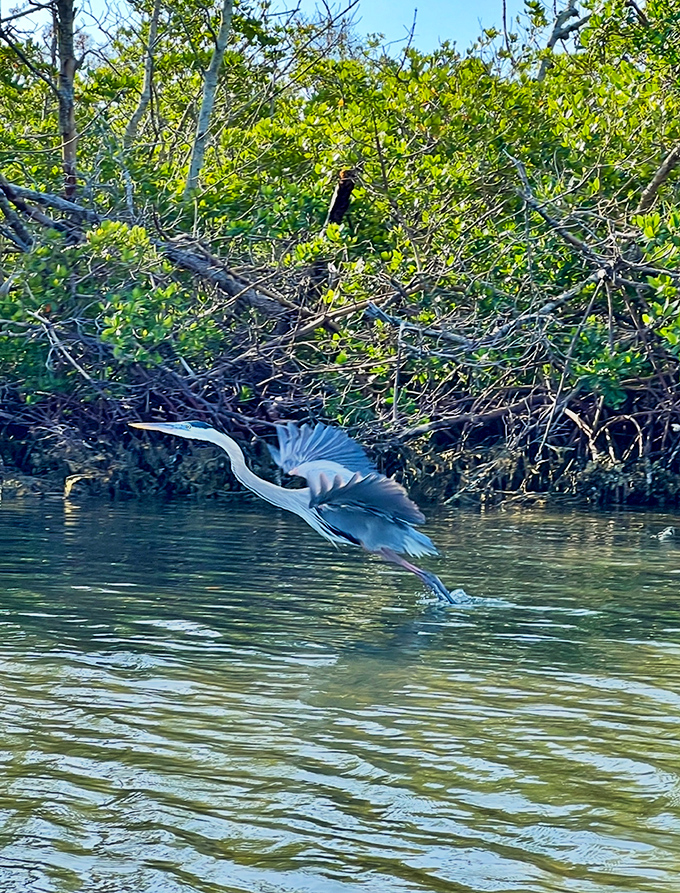 Nature's ballet – a great blue heron takes flight over mangrove waters, demonstrating why birders flock to this hidden gem.