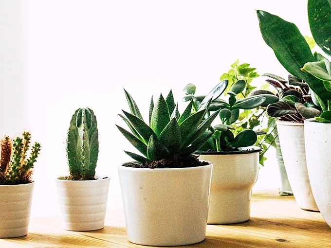 A miniature botanical garden awaits adoption. These potted succulents and plants offer low-maintenance greenery for even the most notorious plant assassins.