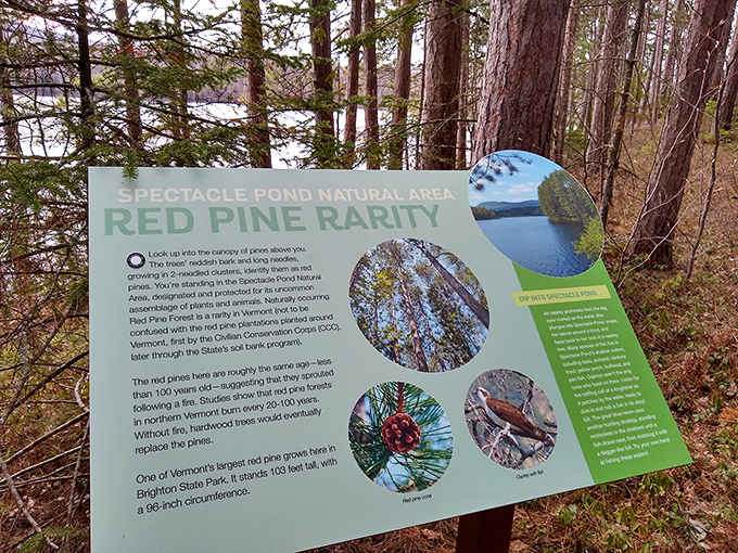 The "Red Pine Rarity" sign&mdash;nature's version of a celebrity biography, telling the tale of trees that have seen more history than your history teacher.