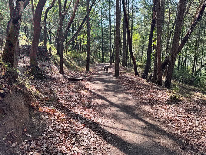 Hiking Jacksonville's woodland trails feels like stepping into a storybook forest, where even the dog seems to appreciate the dappled sunlight.