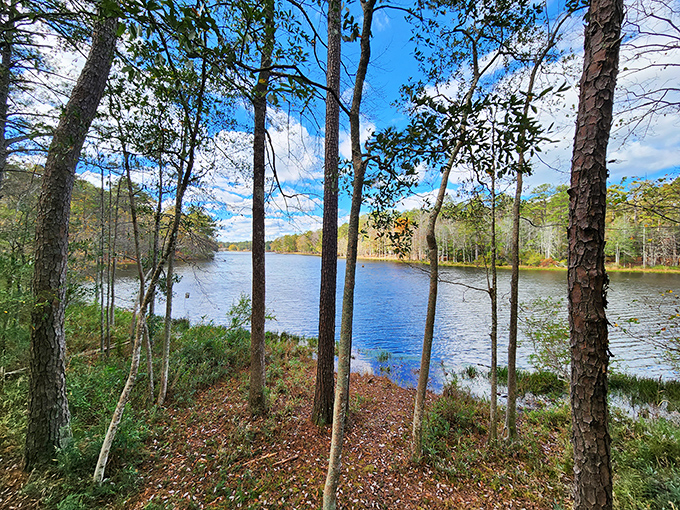 Nature's stained glass window. Sunlight filters through lakeside trees, creating a cathedral-like atmosphere that no architect could design.