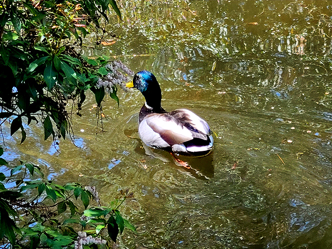 This mallard clearly got the memo about waterfront property values&mdash;living rent-free in one of New Jersey's most picturesque ponds.