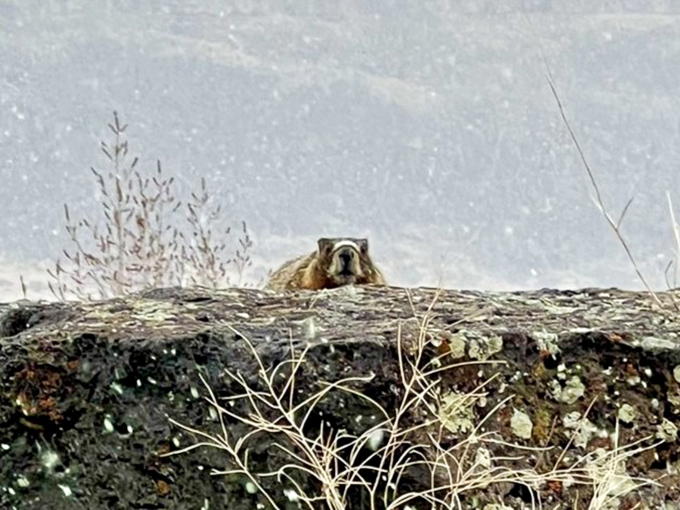 "Excuse me, do you have a moment to talk about canyon conservation?" This marmot sentinel keeps watchful eyes on all visitors.