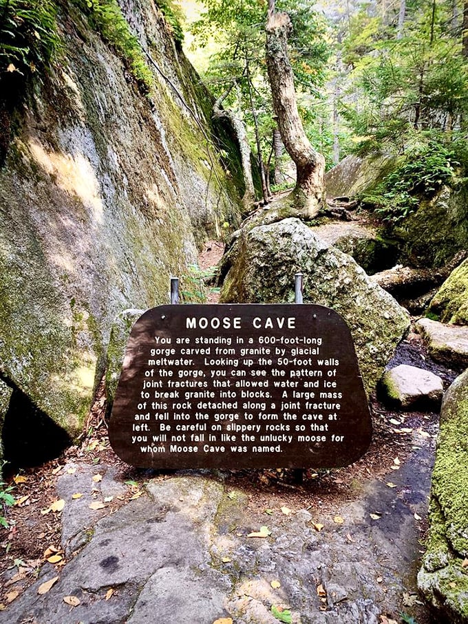 A sign with a sense of humor: Moose Cave's warning serves as both education and subtle reminder that moose aren't the only ones who should watch their step.