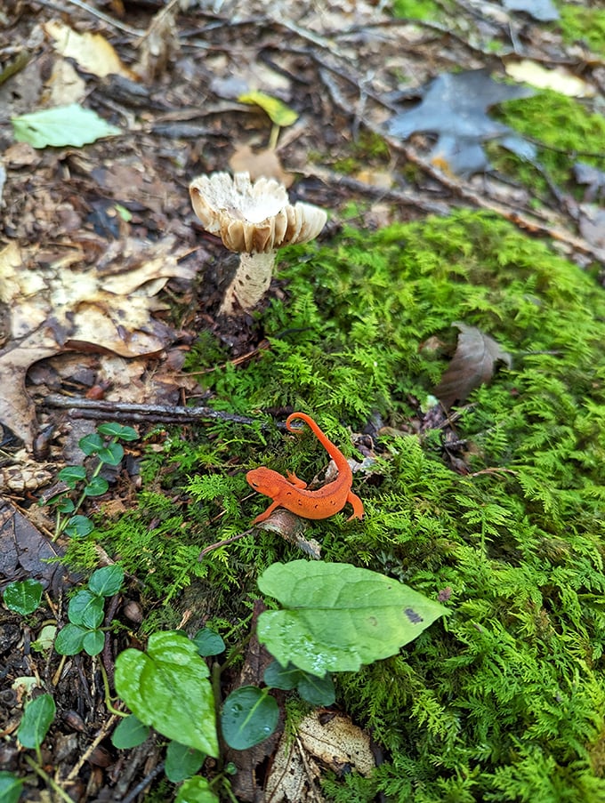Talk about a pop of color! This vibrant red-spotted newt brings Pantone's color of the year to the forest floor.