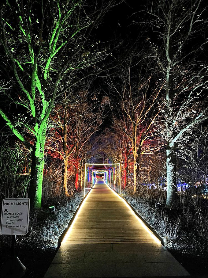The Winter Reimagined light display transforms bare branches into a technicolor dream tunnel. Who needs leaves when you've got LED magic?