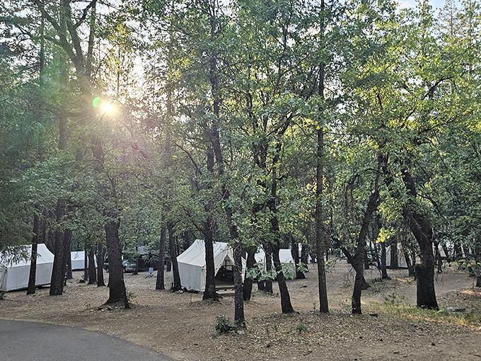 These canvas tents at Oakland Feather River Camp are what glamping looked like before Instagram made it trendy &ndash; rustic, authentic, and bathed in golden California sunlight.