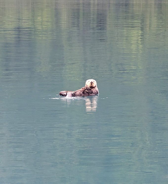 Meet Alaska's most contented resident: the sea otter, nature's reminder that floating on your back and enjoying life is sometimes the wisest philosophy.