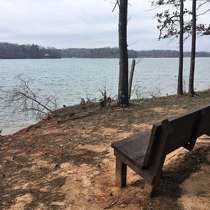 The simplest throne with the grandest view – a humble bench offering front-row seats to nature's ever-changing performance.