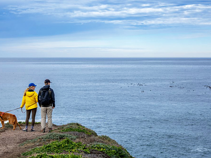 Dog owners know the best travel companions have four legs. This coastal trail offers the kind of views that make both species stop mid-walk in appreciation.
