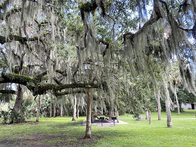 Spanish moss creates nature's own chandelier above this picnic spot – no assembly required, batteries definitely not included.