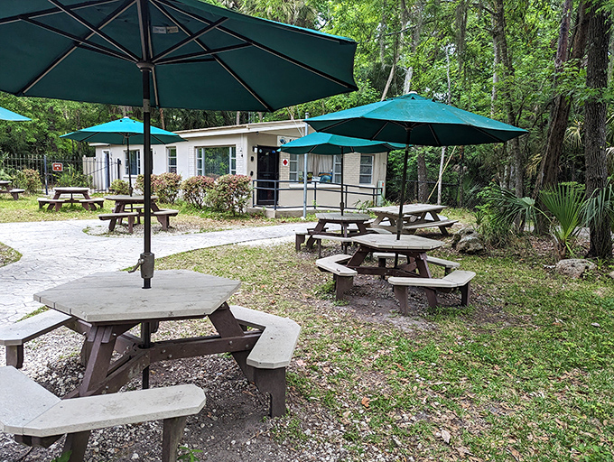 Picnic paradise awaits under turquoise umbrellas, where sandwiches somehow taste better with a side of wilderness and birdsong.