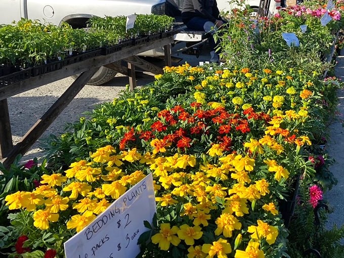 Spring dreams in full bloom. These sunny marigolds and vibrant bedding plants promise to transform any patch of dirt into a backyard oasis.