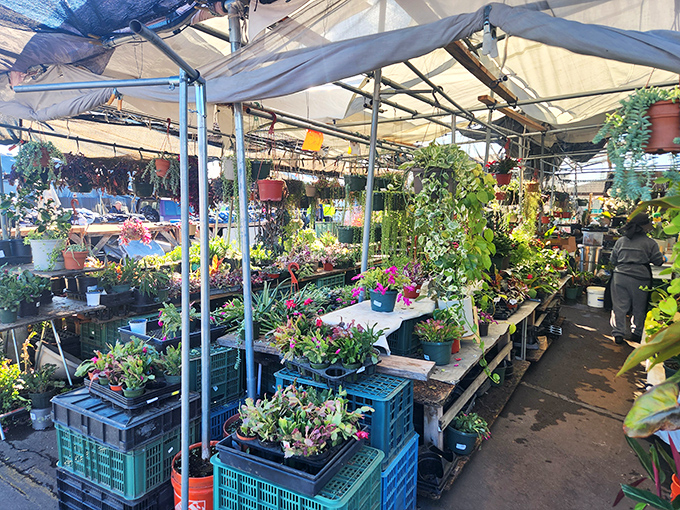A jungle of potted possibilities. Garden dreams take root here, where plant adoption is the most rewarding impulse purchase you'll ever make.