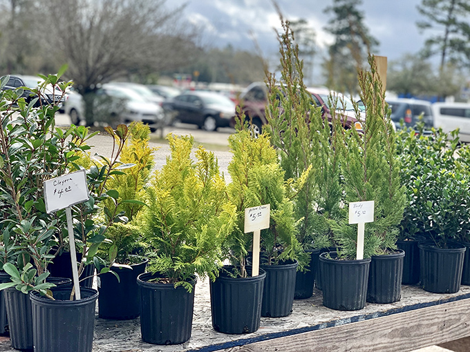 Garden dreams start here, where potted possibilities line up like eager contestants on a plant-based reality show. "Alabama's Next Top Garden" begins with these hopefuls.