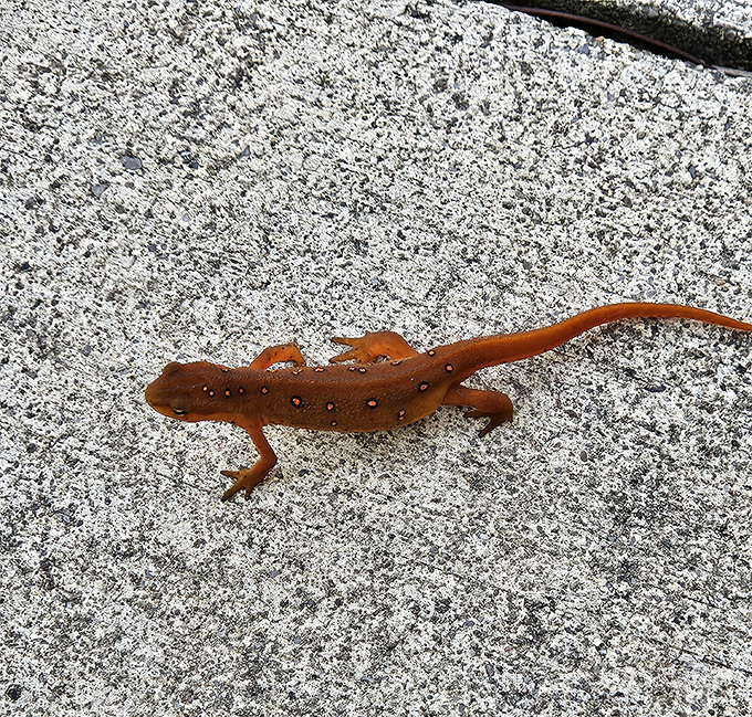 Meet the locals! This red eft salamander is Chapman's version of a celebrity sighting&mdash;no autographs, please.
