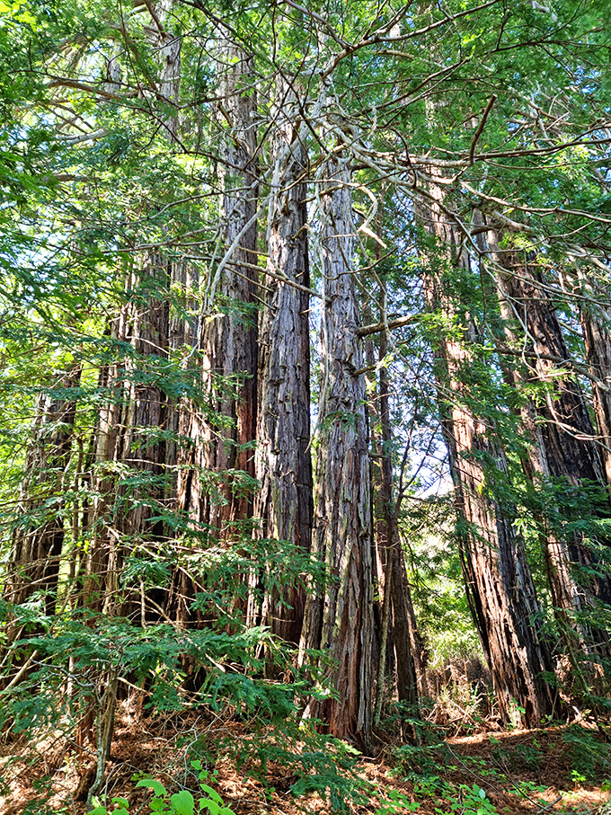 Standing among these coastal redwoods makes your mortgage problems seem delightfully insignificant. Nature's perspective adjustment at work.