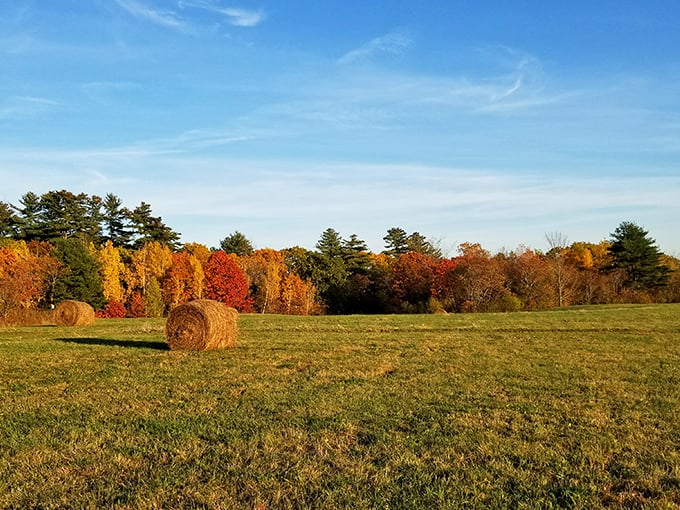 Saxl Park's autumn tapestry frames golden hay bales like nature's own installation art against the crisp blue Maine sky.