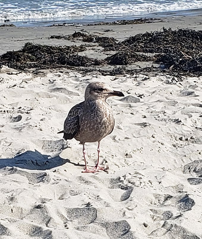 The unofficial mayor of Wallis Sands surveys his domain. This feathered opportunist has perfected the art of looking innocent while plotting snack heists.