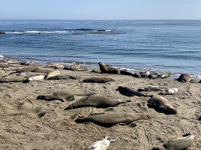 These seals have mastered the art of relaxation better than any wellness influencer. No expensive retreat necessary&mdash;just sand, sun, and zero emails.