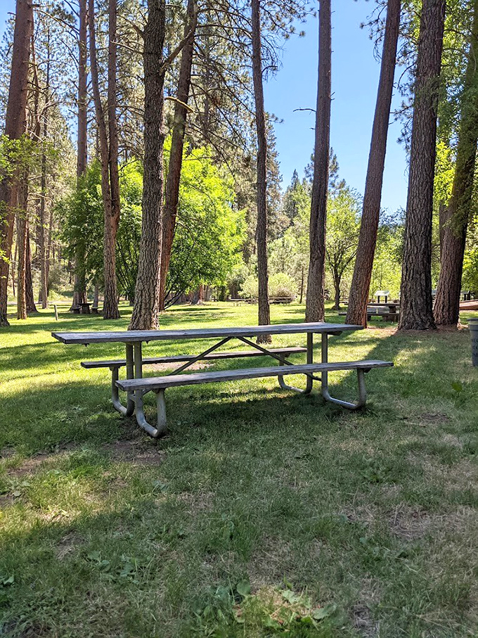 Picnic tables positioned by nature's interior designers – dappled sunlight included at no extra charge.