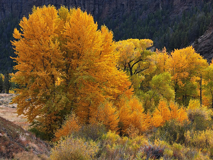 Fall fashion week, Wyoming style. These cottonwoods dress in gold that would make Fort Knox jealous, no designer labels required.