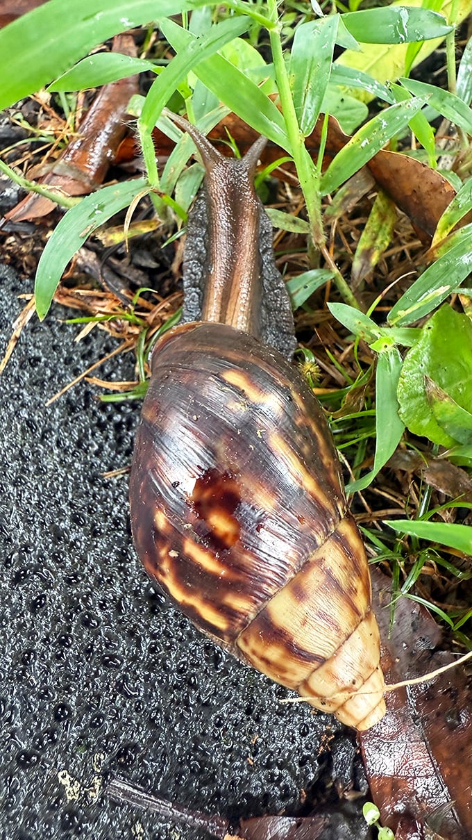 Even the local wildlife moves at Hilo's relaxed pace, taking time to appreciate the scenery like a proper tourist.
