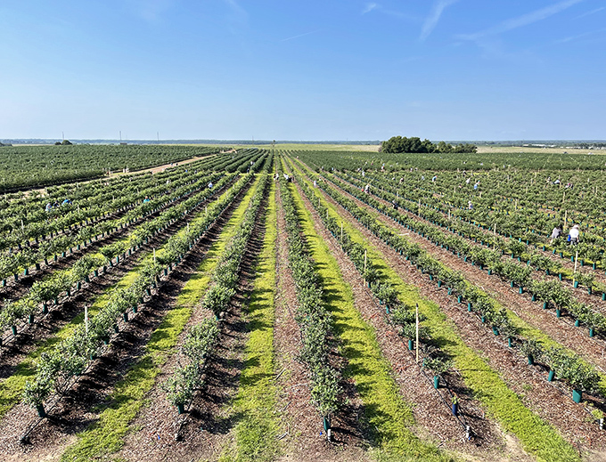 Southern Hill Farms' vineyard rows stretch toward the horizon&mdash;Napa Valley, eat your heart out.