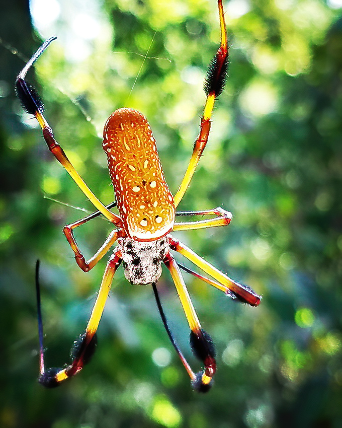Even the spiders at Chicot are photogenic, though you're still allowed to keep a respectful distance from this colorful resident.