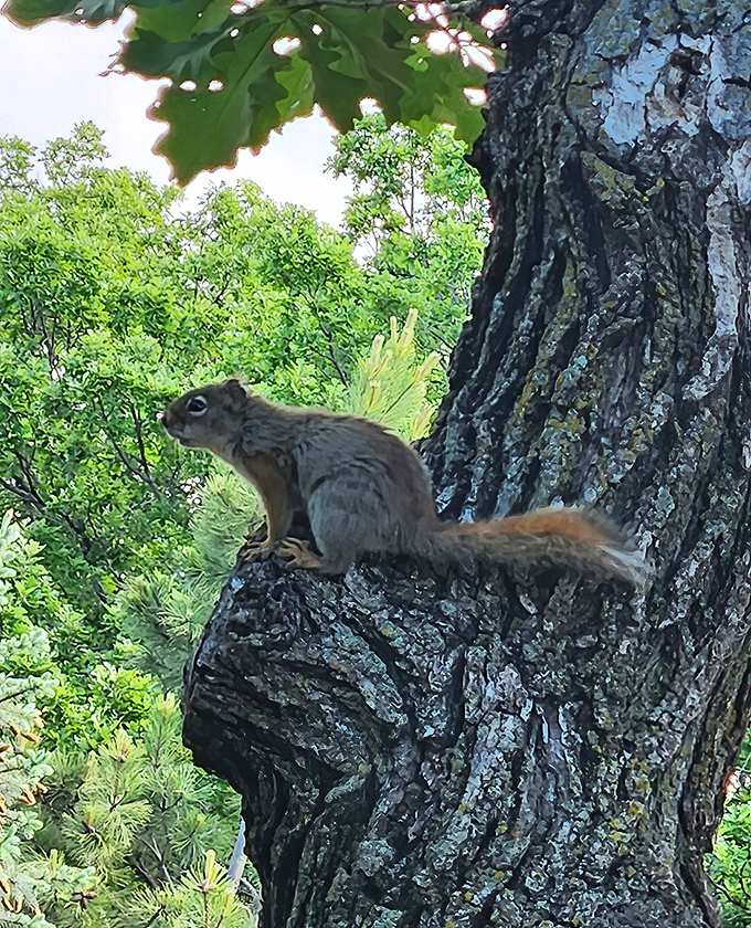 This little squirrel paused just long enough to ask why I hadn't brought proper tribute of peanuts. Nature's toll collector at work.