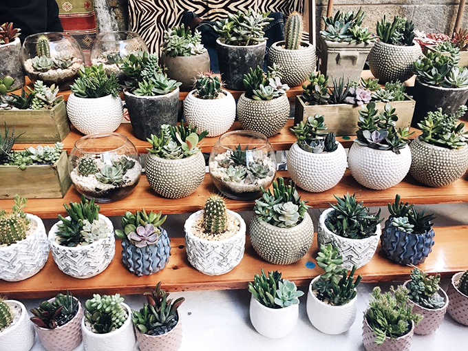 Succulent paradise for plant parents and serial plant killers alike. These hardy little fellows might actually survive your neglect.