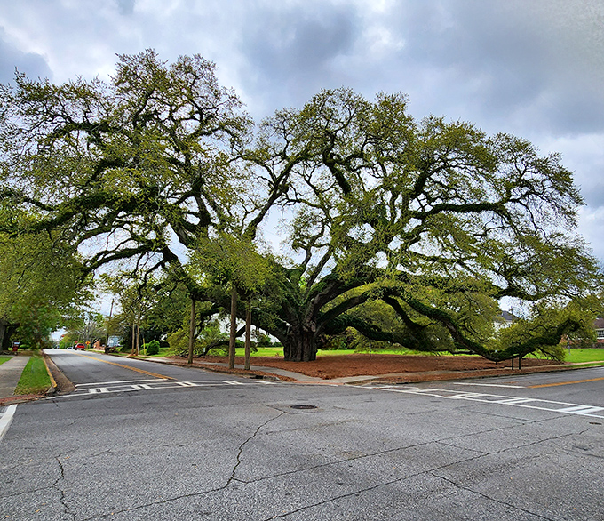 The legendary Big Oak spreads its massive limbs across Crawford Street, a 330-year-old living monument that's witnessed Thomasville's entire human history.
