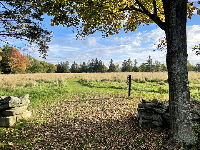 Topsmead State Forest in autumn&mdash;where Mother Nature shows off her color palette like she's auditioning for a design show.