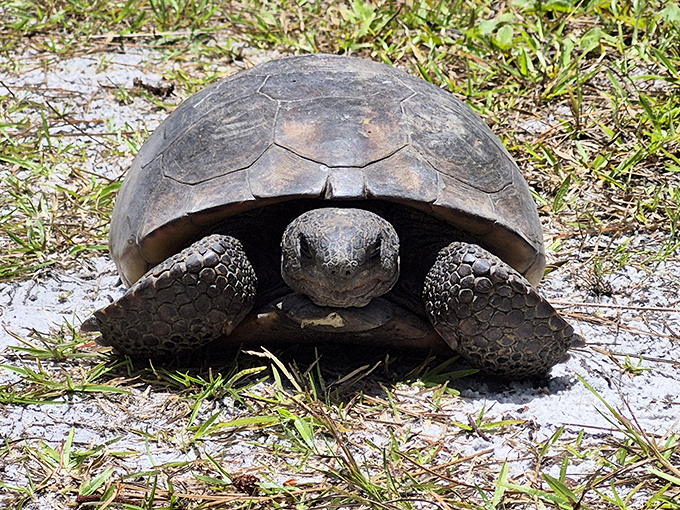Meet one of Florida's oldest residents &ndash; the gopher tortoise moves with the unhurried confidence of someone who knows they could live to be 80.