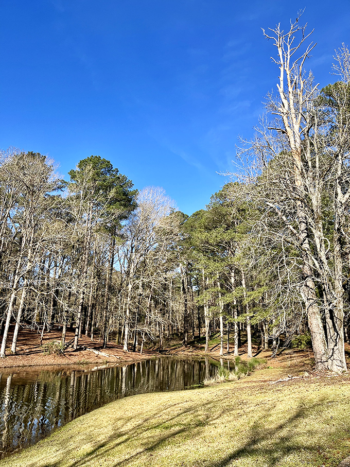 Winter-bare trees create nature's cathedral around this peaceful cove &ndash; silence has never looked so beautiful.