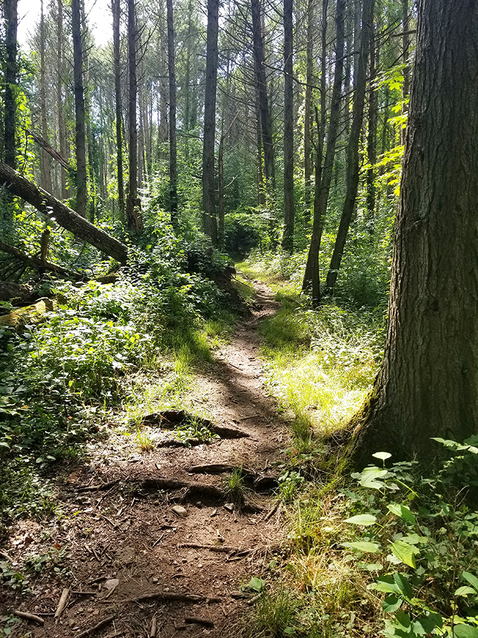 Dappled sunlight guides adventurers along forest trails, where roots and rocks tell stories of glacial movements and centuries of footsteps.