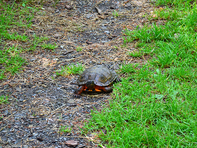 "Excuse me, coming through!" This painted turtle didn't get the memo about social distancing as he claims the prime real estate.