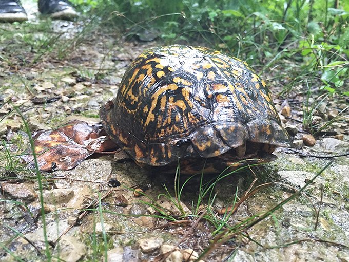 This eastern box turtle, nature's original slow traveler, demonstrates that sometimes the best way to experience a forest is at one mile per week.