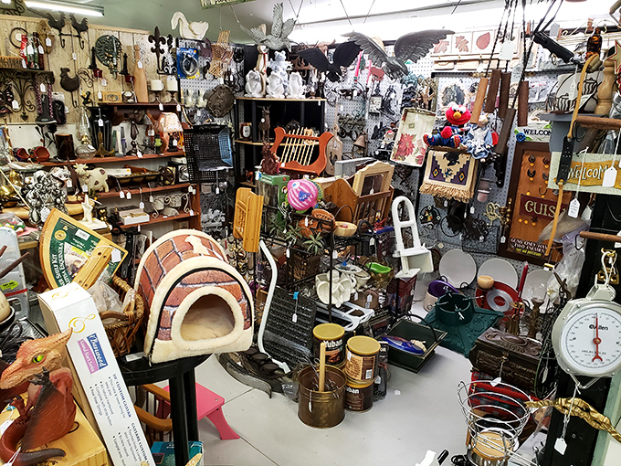 Organized chaos at its finest&mdash;where that perfect something you never knew you needed hides between vintage scales and forgotten kitchen gadgets.