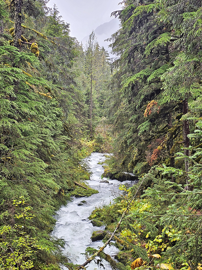 Mother Nature's hallway: Virgin Creek carves its ancient path through towering spruce, offering hikers a glimpse into Alaska's primeval soul.