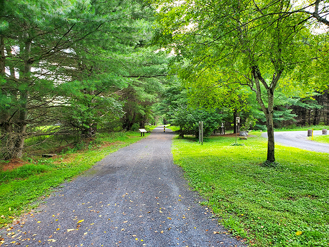 This tranquil path whispers promises of adventure without demanding Olympic-level hiking skills. Nature's version of "come as you are."