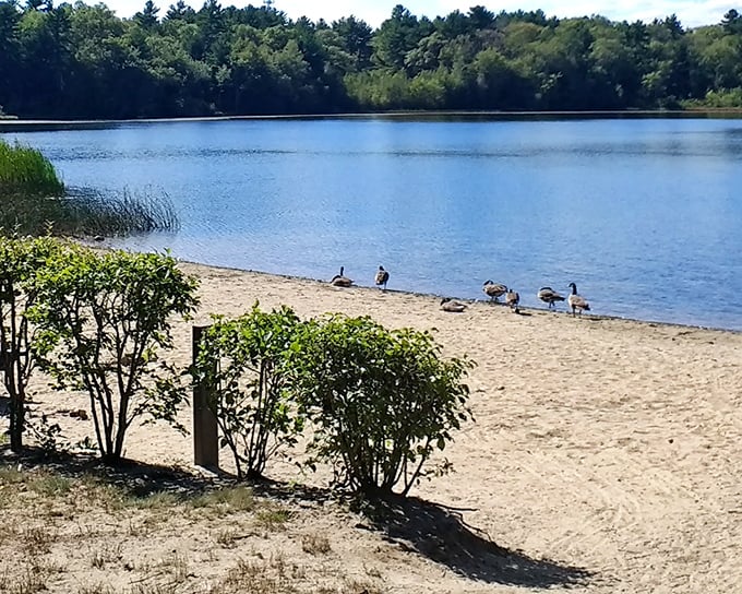 Watson Pond's sandy shore offers a slice of beach life without the Cape Cod traffic. Even the ducks seem to appreciate the laid-back vibe.