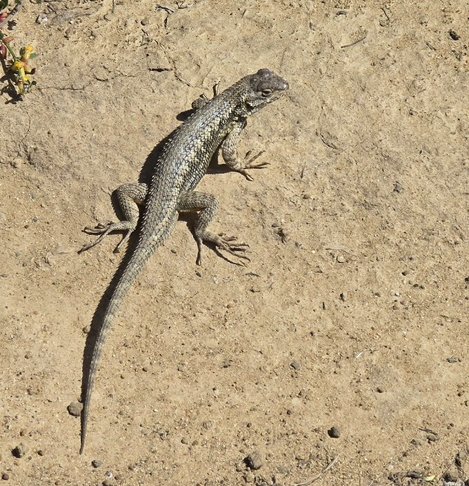 Excuse me, coming through! This western fence lizard strikes a pose that says he owns the trail and you're just visiting.