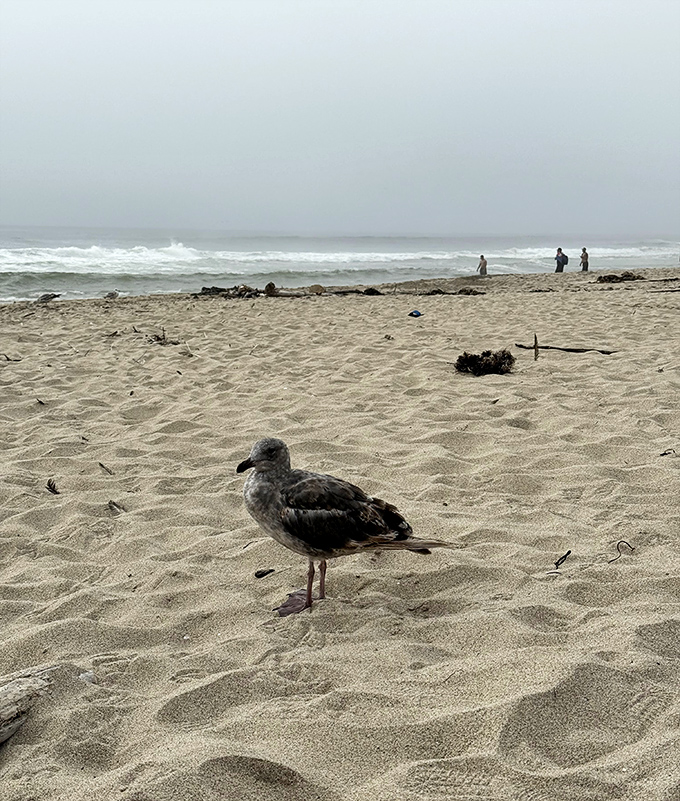 This gull isn't just beach security—he's the unofficial welcoming committee, judging your picnic choices with remarkable restraint.