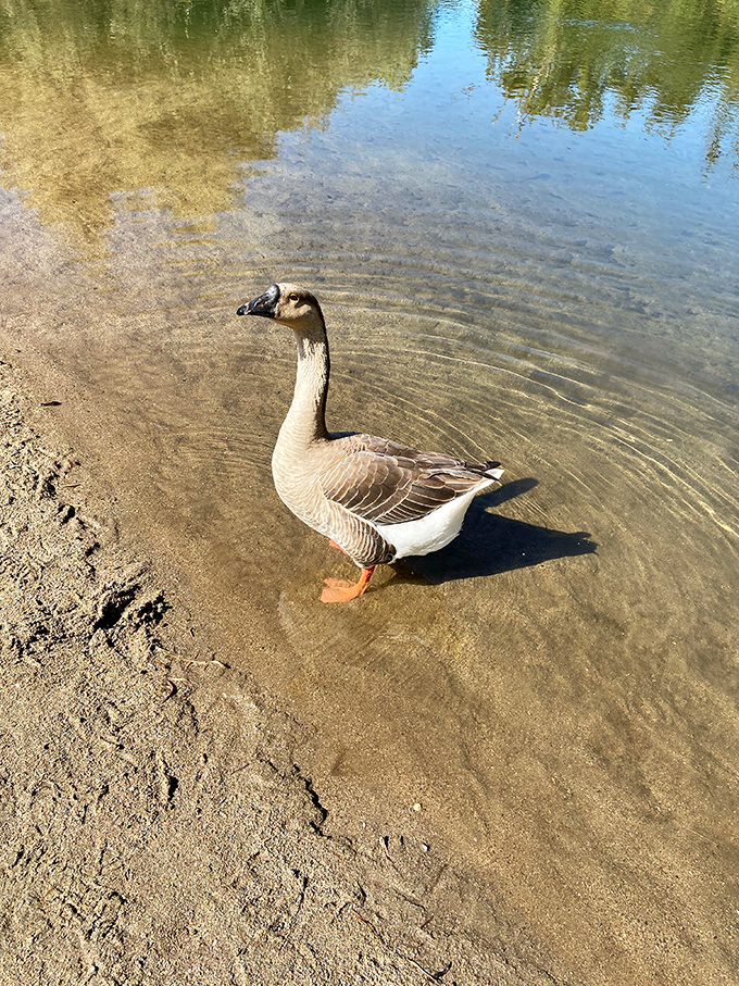 Even the local wildlife knows a good thing when they see it&mdash;this goose is clearly the farm's unofficial quality control manager.