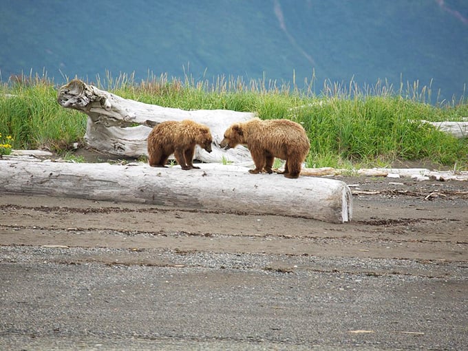 Two brown bear cubs exploring their beachfront property. In Alaska, the wildlife doesn't visit the park &ndash; you're visiting theirs.