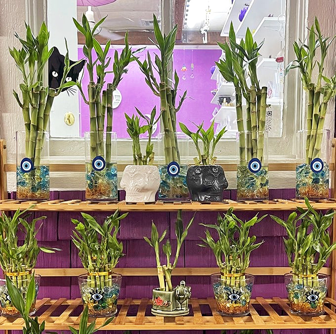 Lucky bamboo plants bring fortune and feng shui to your shopping adventure, naturally and affordably.