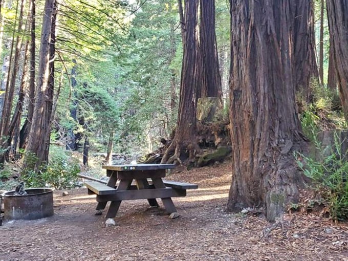 A picnic table positioned with the precision of a five-star restaurant's best table. Michelin-worthy ambiance, BYO sandwich required.